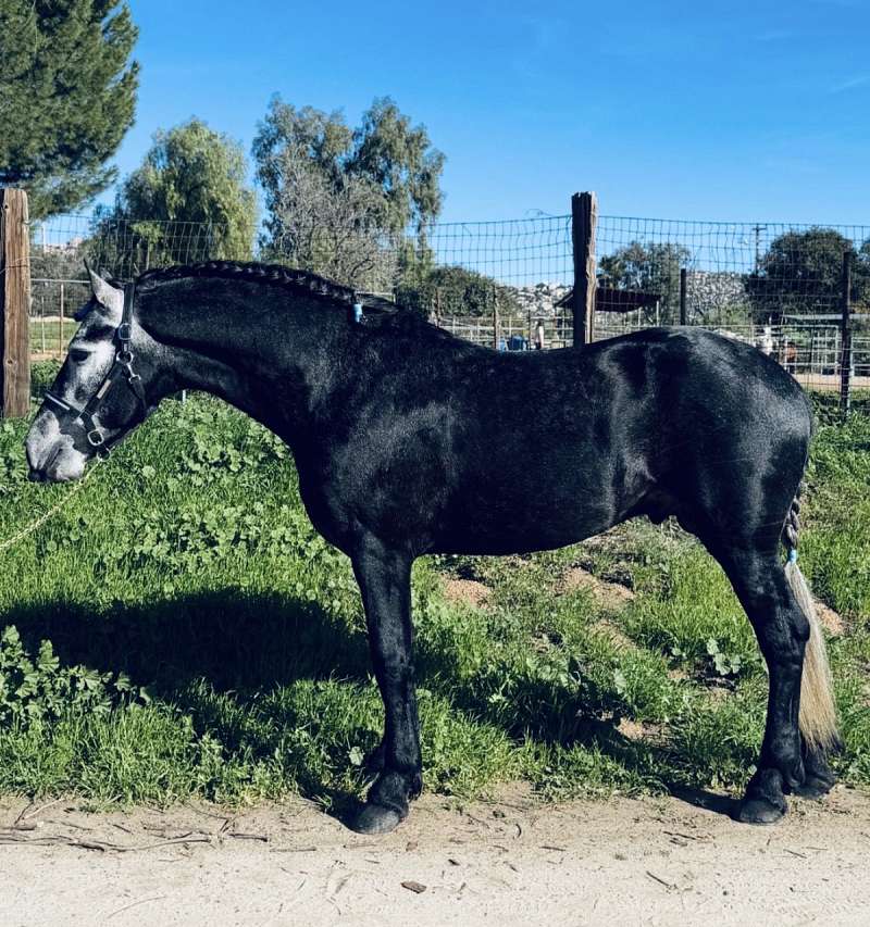 Warlander Gelding