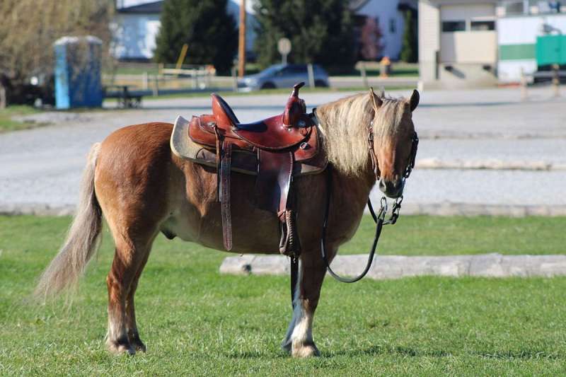 Hershey's Teddy - Beginner Safe Kids Pony 10 yo Buckskin QH X Pony Gelding!