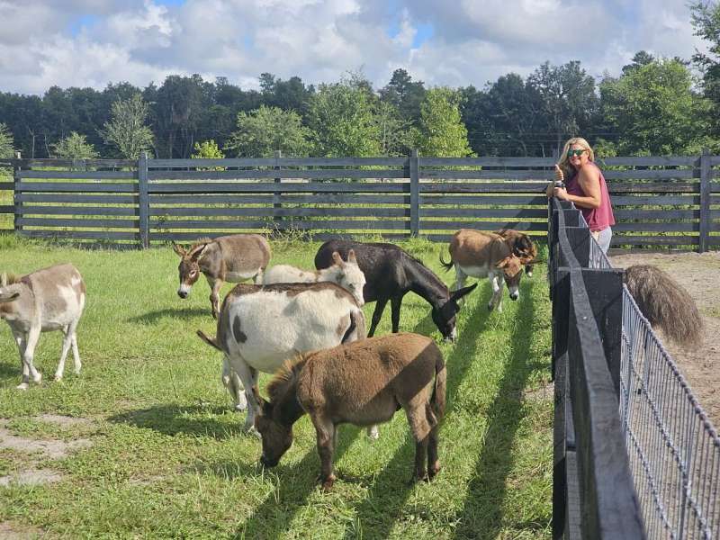 Sweethearts Mini Donkeys Teenagers Very Special Little Friendly Pets