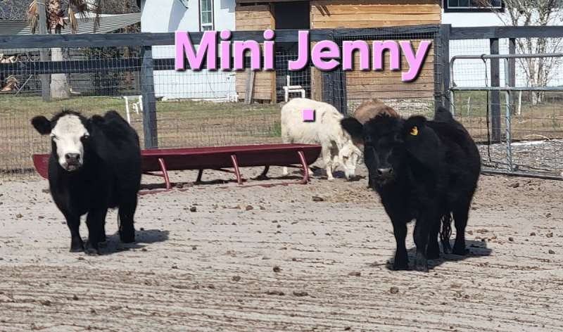 Sweethearts Mini Donkeys Teenagers Very Special Little Friendly Pets