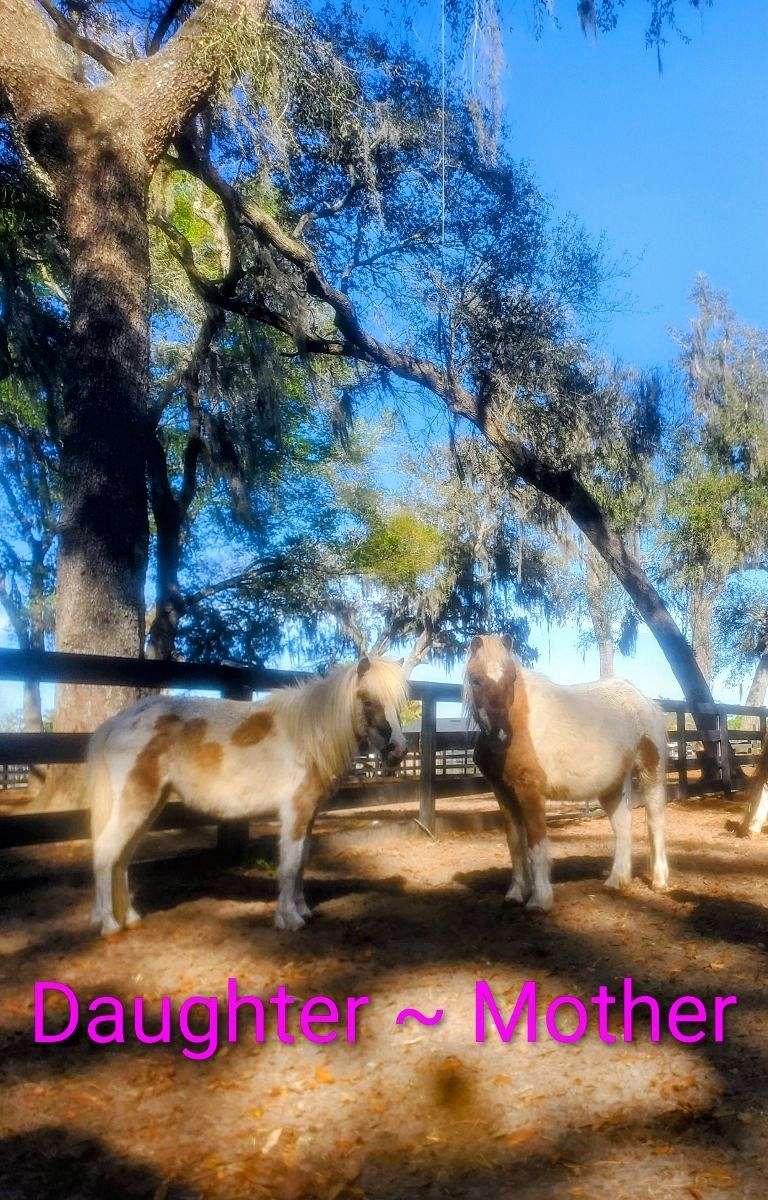 Sweethearts Mini Donkeys Teenagers Very Special Little Friendly Pets