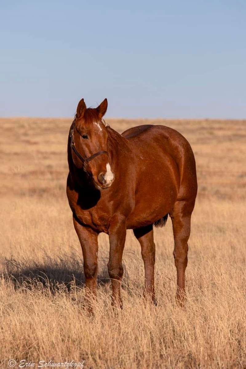Draft Cross Ranch Gelding - Virgil