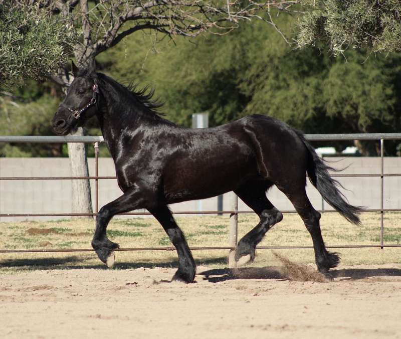 KFPS Proven Friesian Broodmare, Rideable
