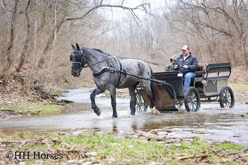 Big Pretty Registered True Blue Roan Friesian Sport Horse Mare Ride & Drive