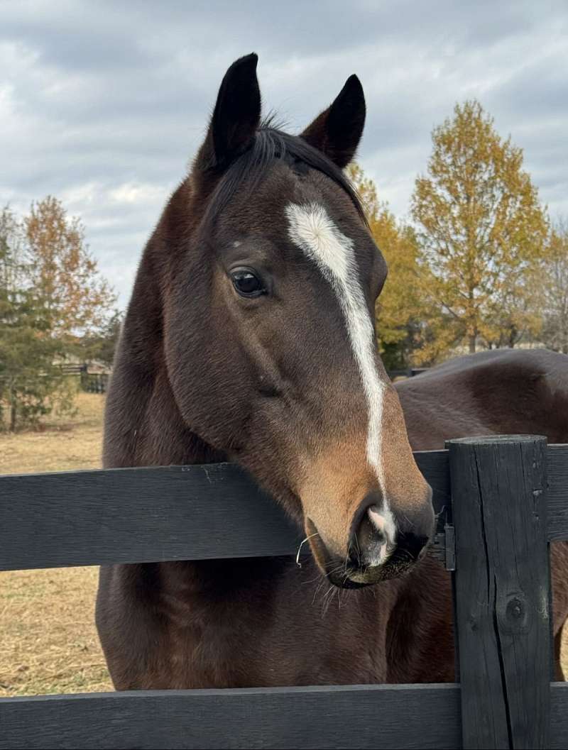 Bombproof, Quiet, Kind Gelding