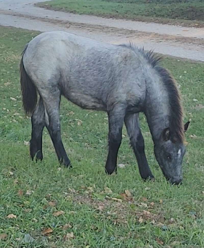 Blue Roan Blanket Gypsy Cross