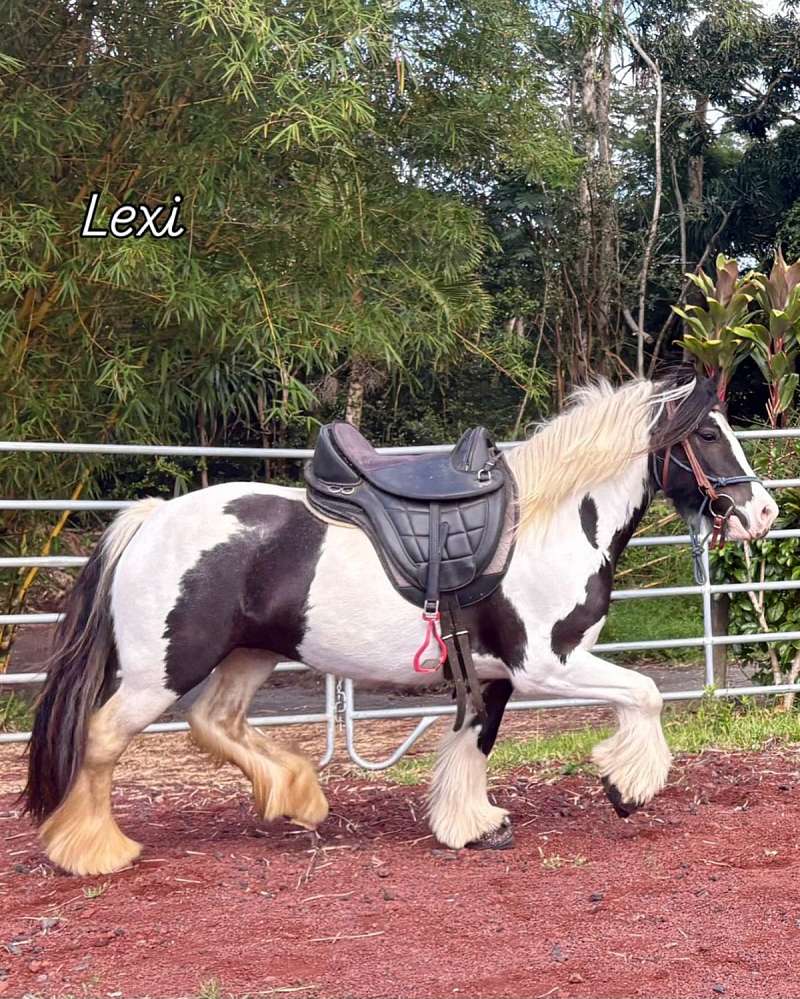Lexi, Gypsy Mare in Hawaii