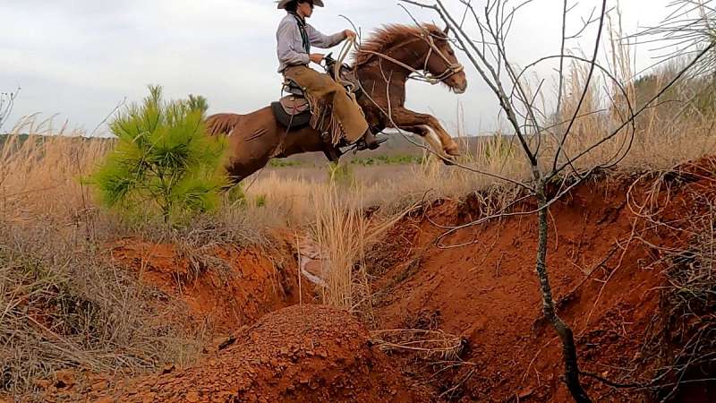 Draft Quarter Horse Cross