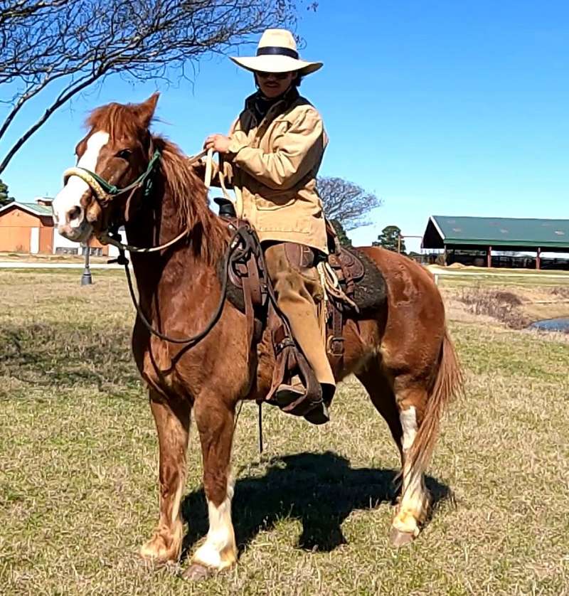 Draft Quarter Horse Cross