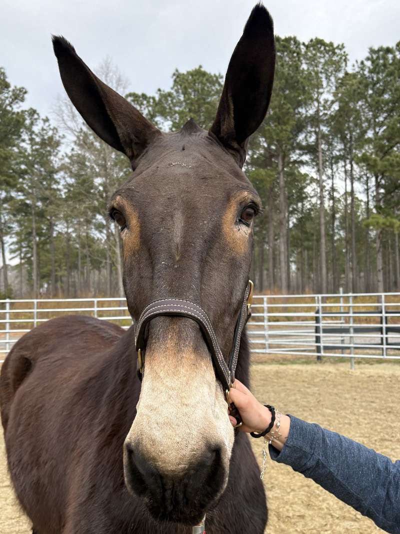 Nice Draft Mule