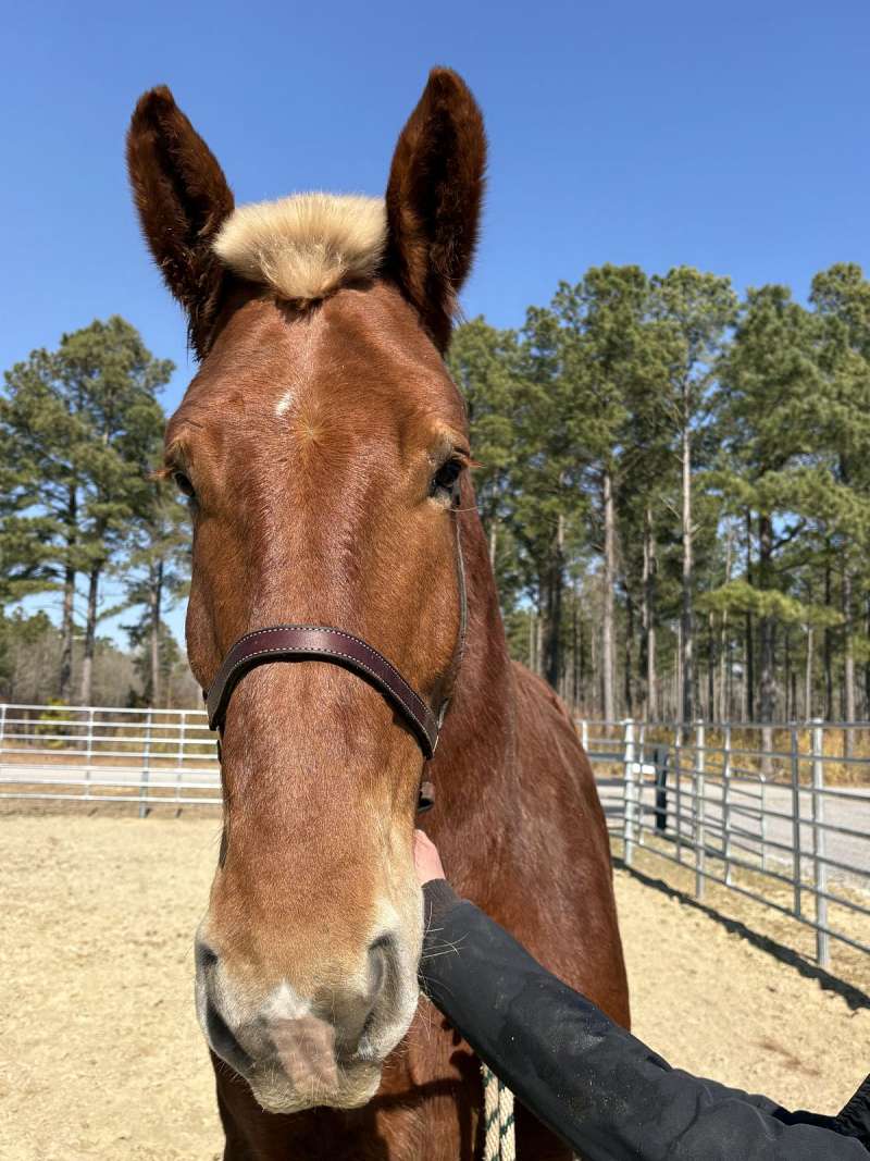 Big Belgian Gelding