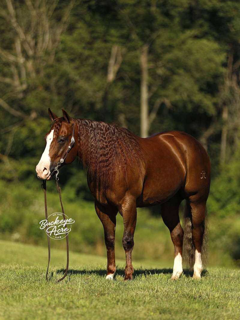 His Name Says It All—Promise is a Horse That Delivers. Gunnatrashya
