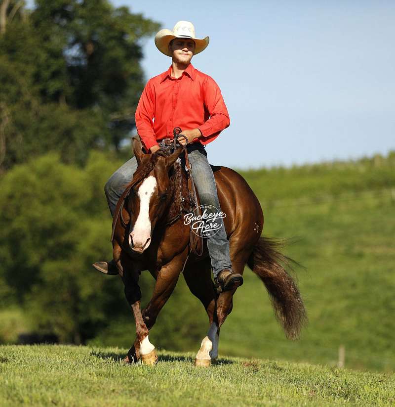 His Name Says It All—Promise is a Horse That Delivers. Gunnatrashya