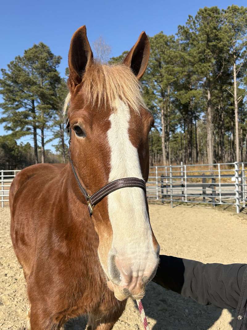 Registered Belgian Mare