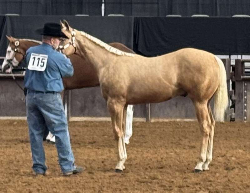 Tall & Elegant AQHA/PHBA Palomino Yearling Gelding
