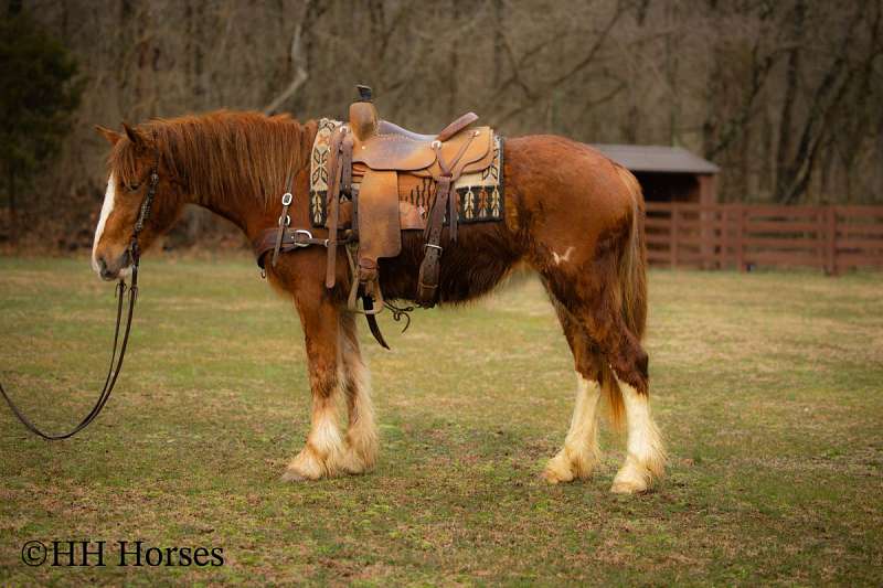 Gentle, Fancy Sorrel SHIRE Quarter Horse Mare, Trail Rides for Anyone