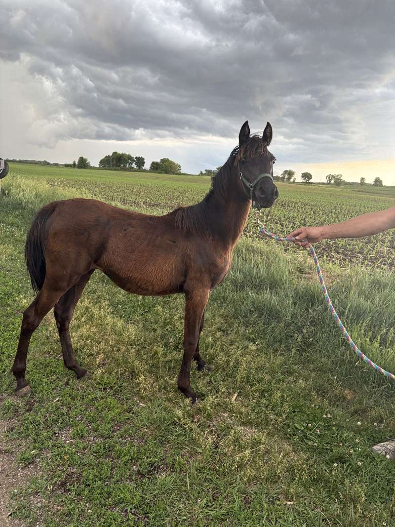 Purebred Black Arabian Yearling Filly