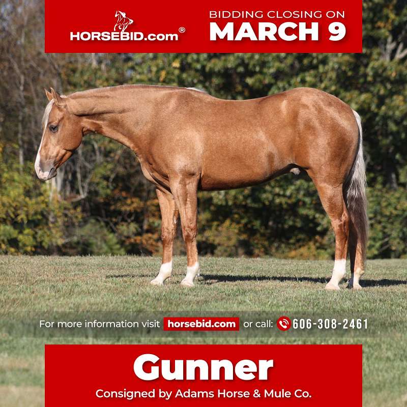 Gunner - Outstanding Reiner/Heel Horse Deluxe 5 yo Palomino AQHA Gelding!