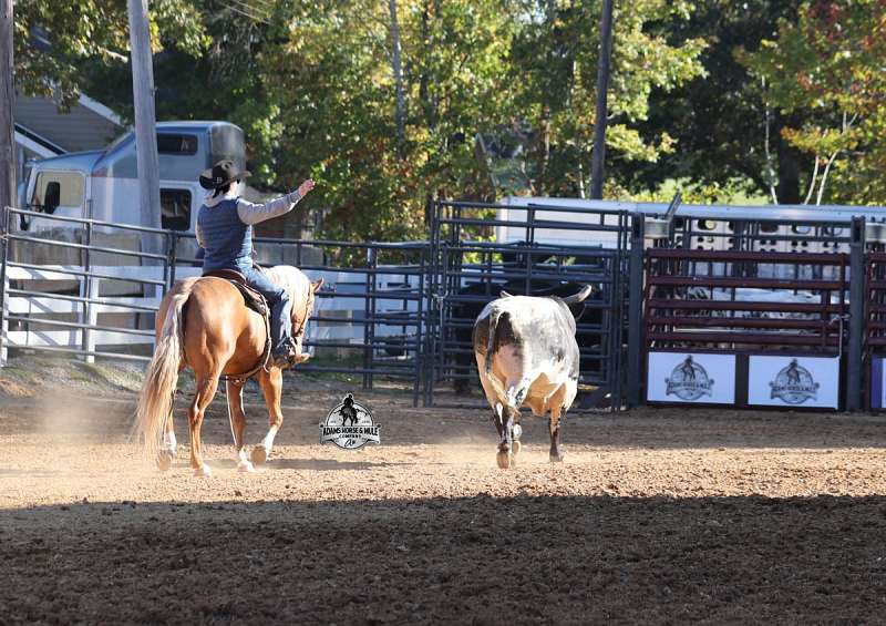 Gunner - Outstanding Reiner/Heel Horse Deluxe 5 yo Palomino AQHA Gelding!