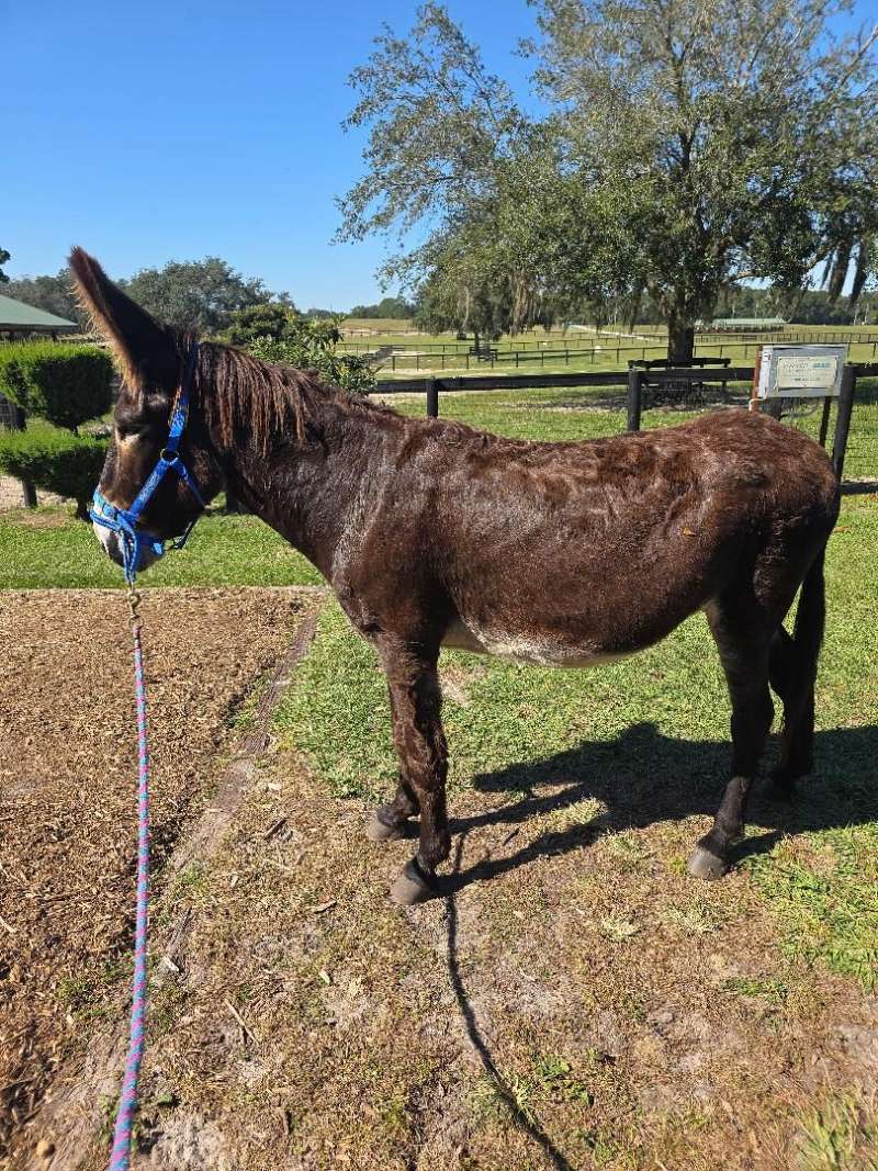 Mammoth Donkey