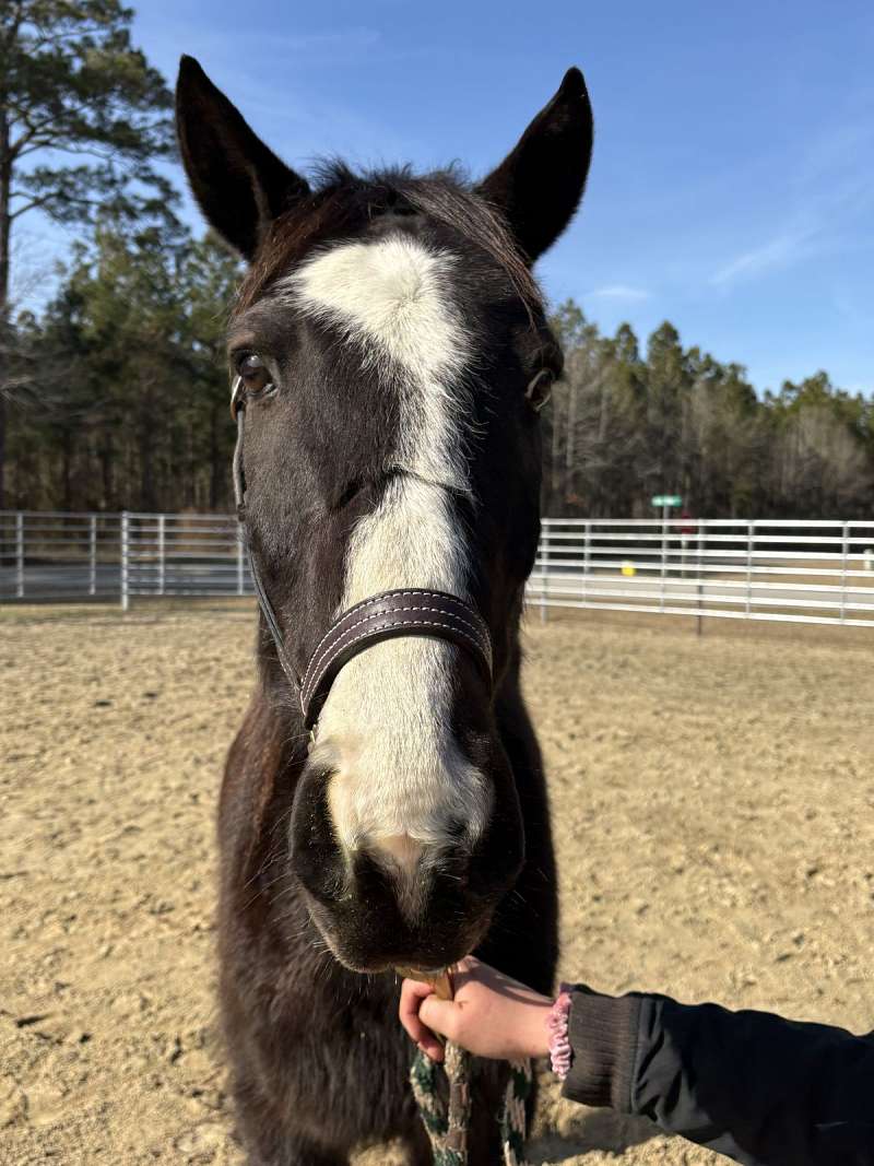 Morgan QH Cross