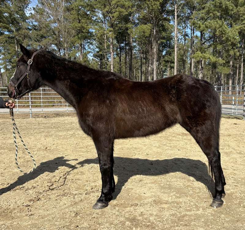 Morgan QH Cross