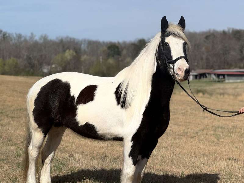 Beautiful Black & White Gypsy X Mare – Excellent Trail & Liberty Partner