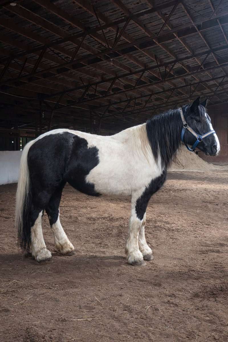 Beautiful Spotted Draft Mare!
