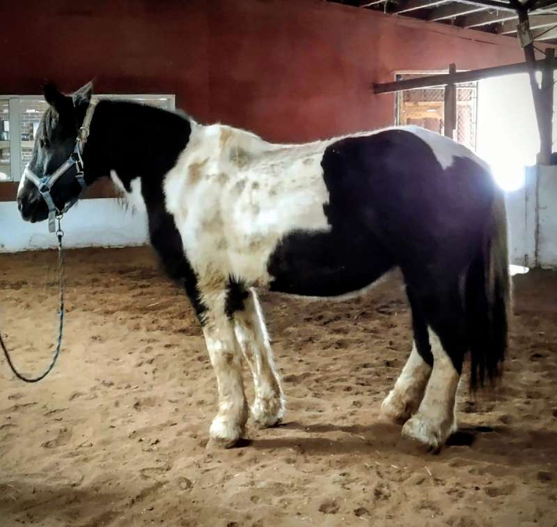 Beautiful Spotted Draft Mare!