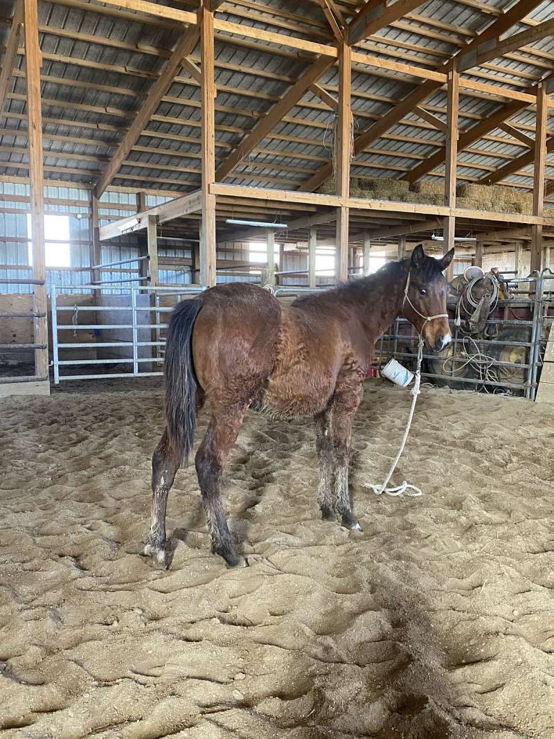 Bay Yearling Stud Colt