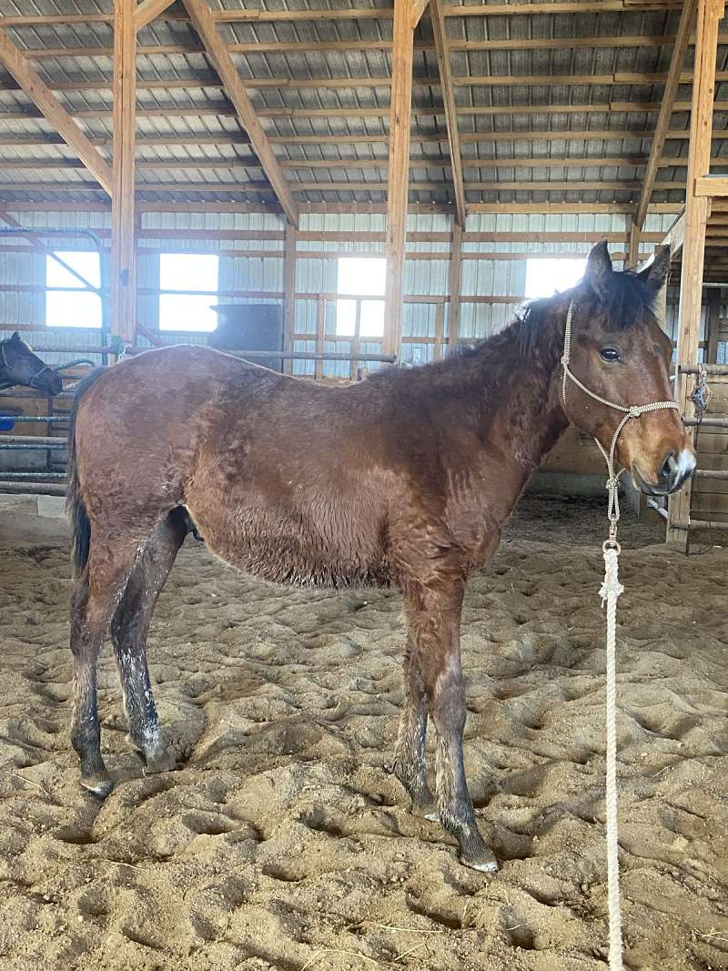 Bay Yearling Stud Colt