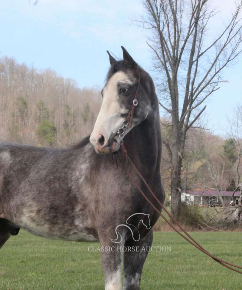 Registered Blue Roan Tennessee Walking Horse Gelding