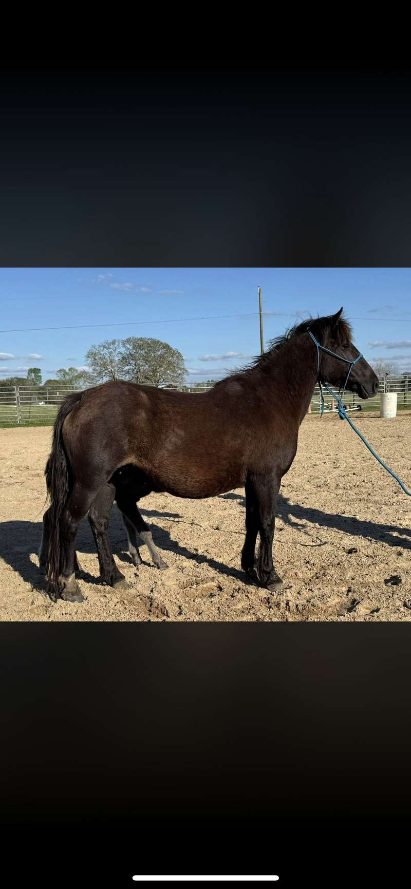 Beautiful Welsh Mare and Gypsy Cross Filly in Louisiana
