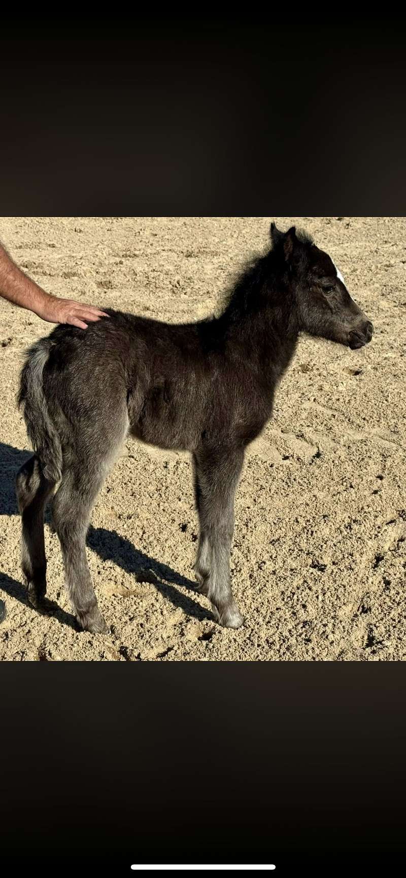 Beautiful Welsh Mare and Gypsy Cross Filly in Louisiana