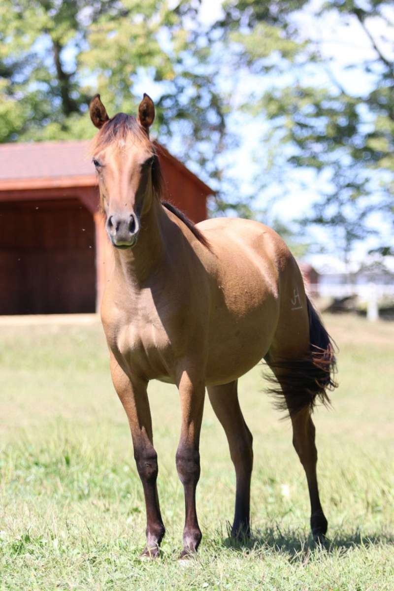 Dun Filly- Driftwood, Wimpys Little Step, Gallo Del Cielo, Doc Bar, Playgun