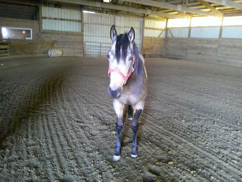 AQHA Yearling, Hancock, Two Eyed Red Buck Bred Filly
