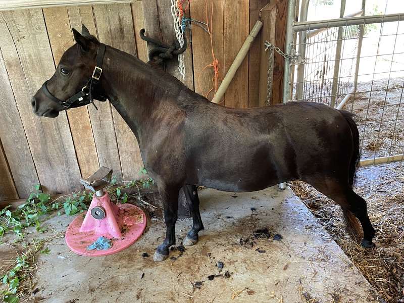 Miniature Filly