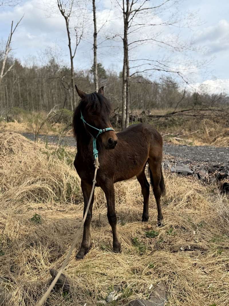 Friesian-Standardbred Cross Colt
