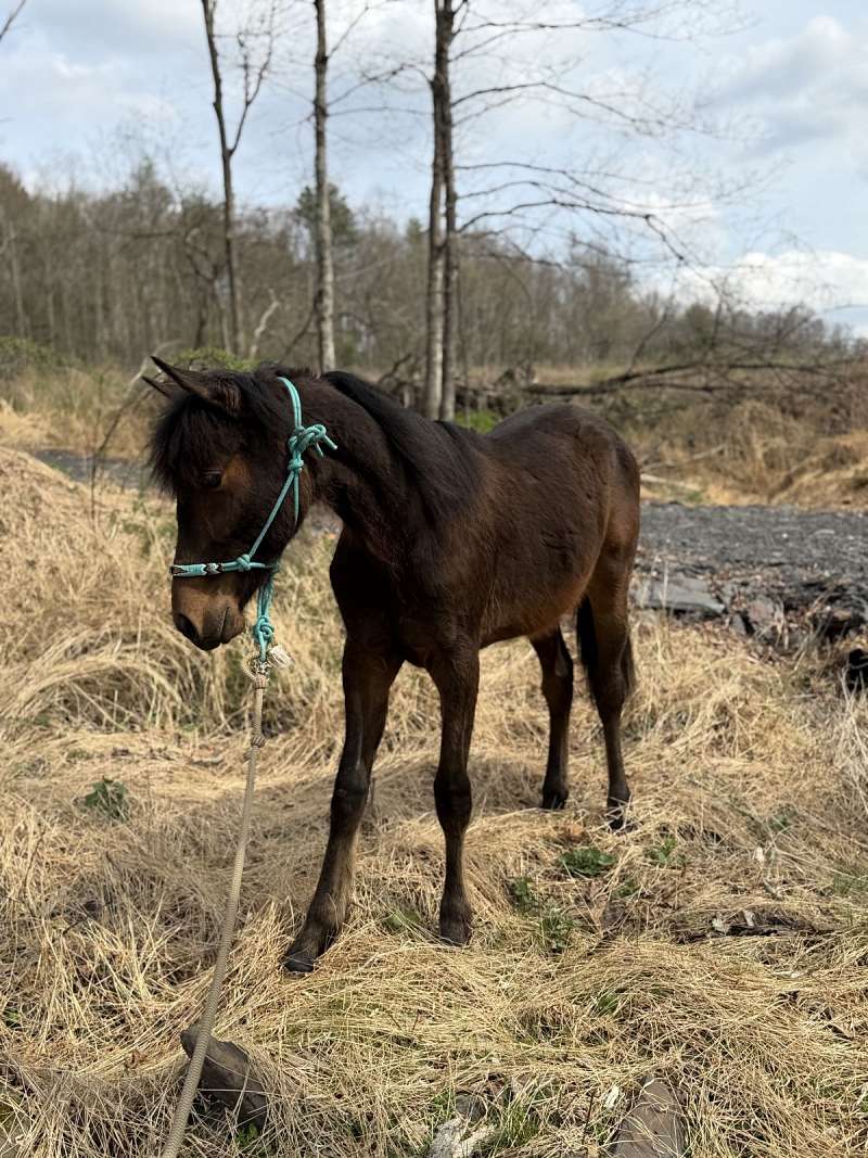 Friesian-Standardbred Cross Colt