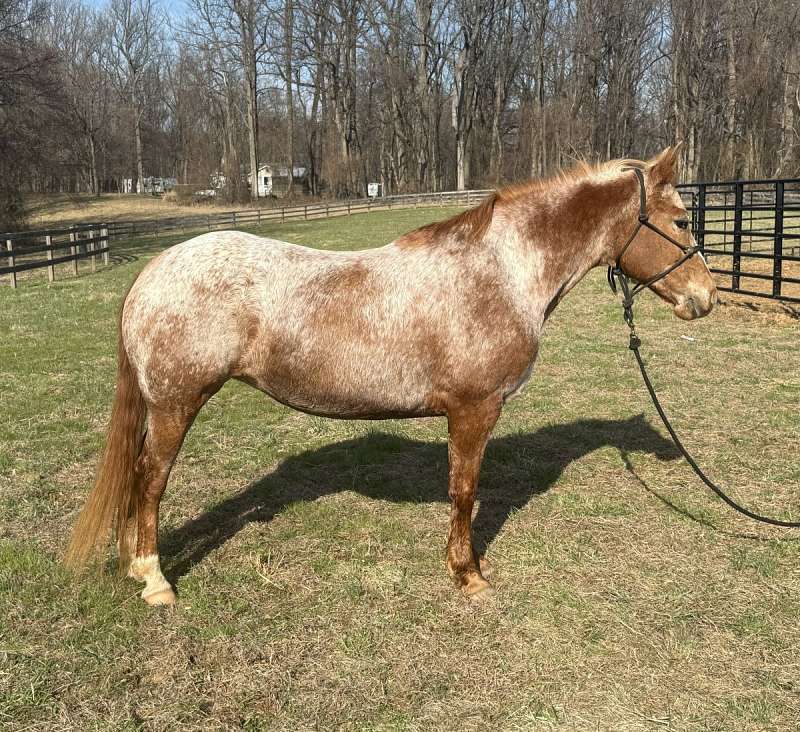 14hh Red Roan Pony Mare – Fun, Forward, Versatile