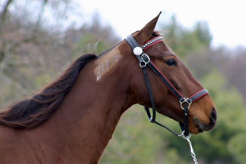 Shady Maple Bridgt - Tattooed Standardbred Racking Mare