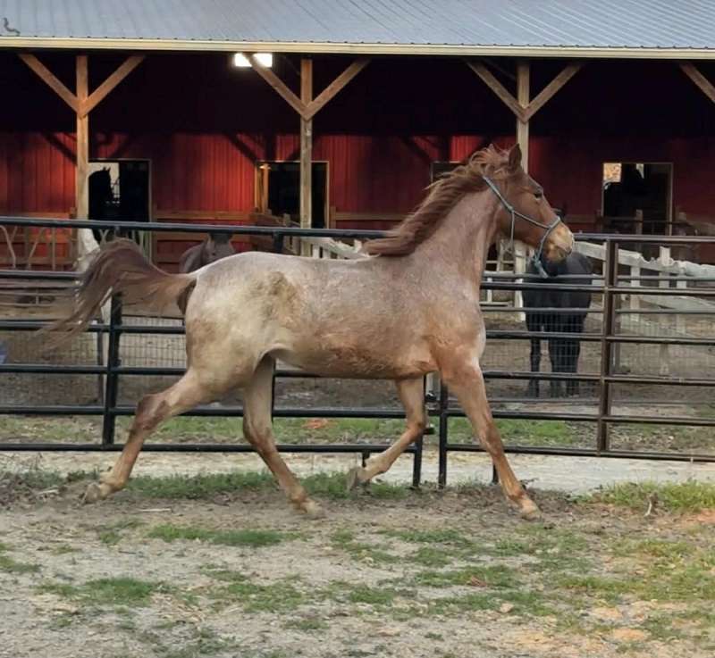Gorgeous Red Roan 2 Yr Old Red Roan Filly