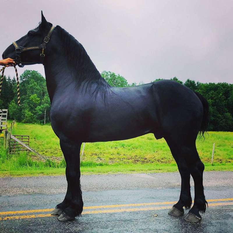 Alpine Valley Kenny- Percheron Stallion
