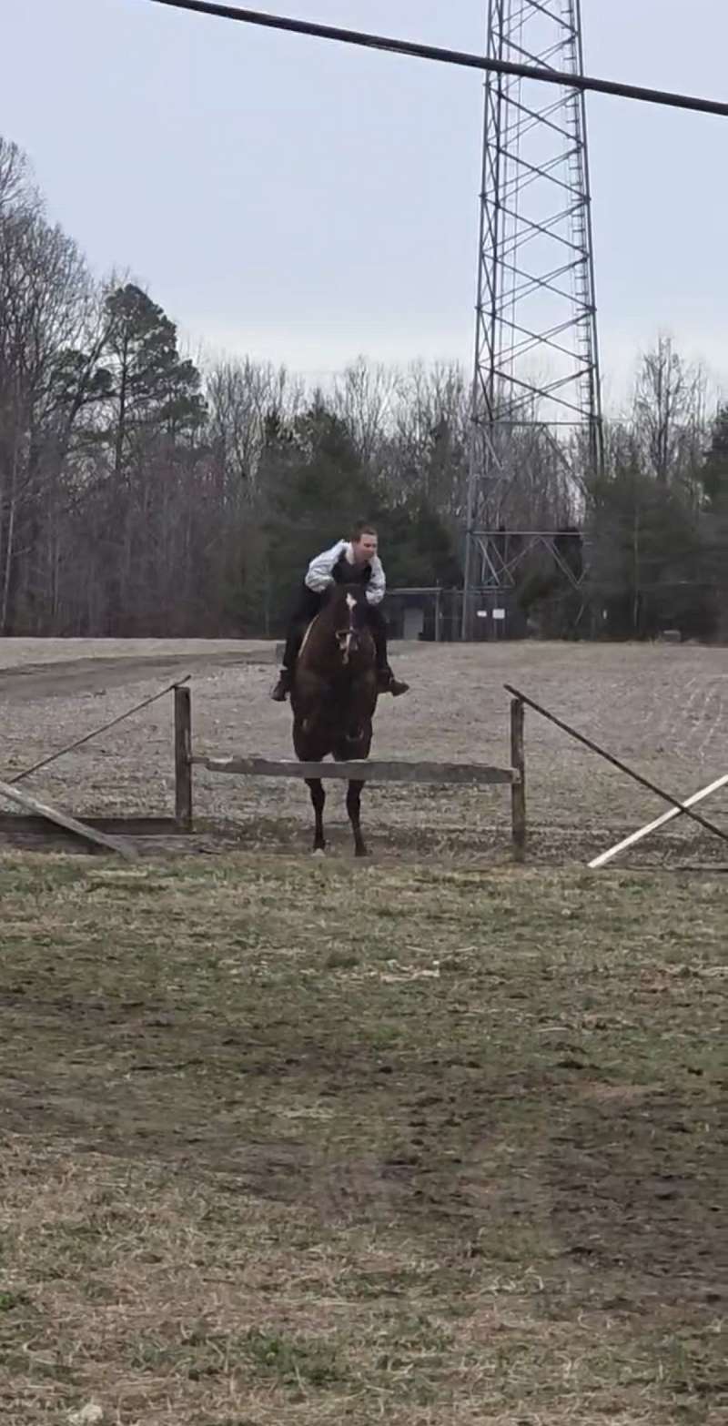 Beautiful OTTB Mare