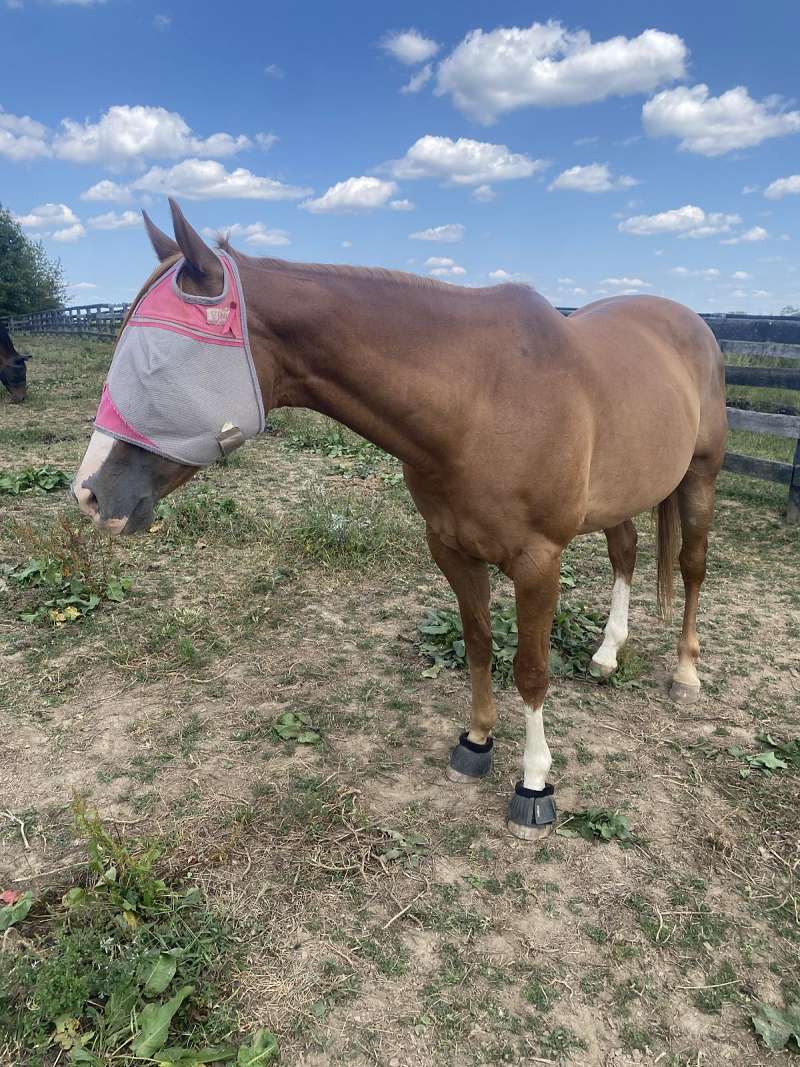 For Lease: Beau