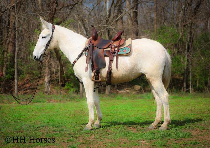 Gentle Gray Quarter Horse Molly Mule, Trail Rides, Quiet