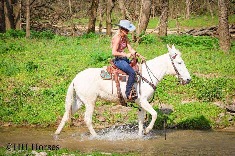Gentle Gray Quarter Horse Molly Mule, Trail Rides, Quiet