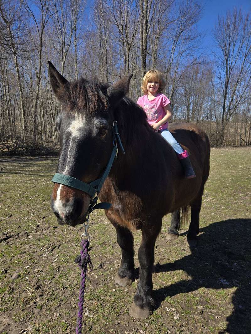 Two Percheron Crosses
