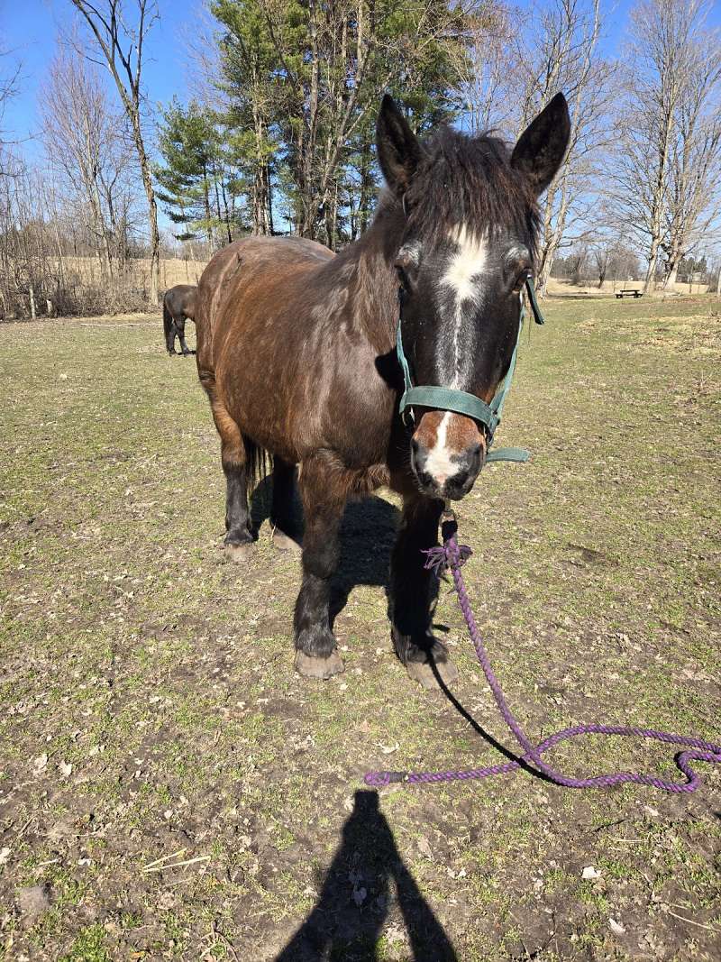 Two Percheron Crosses