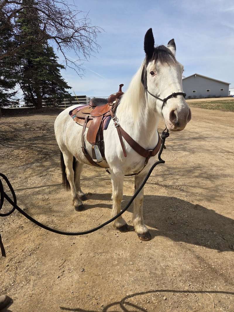 Beautiful Draft Cross Mare